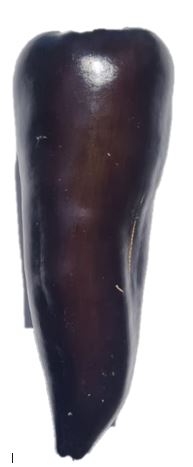 Marconi Purple Sweet pepper – Glen Seeds