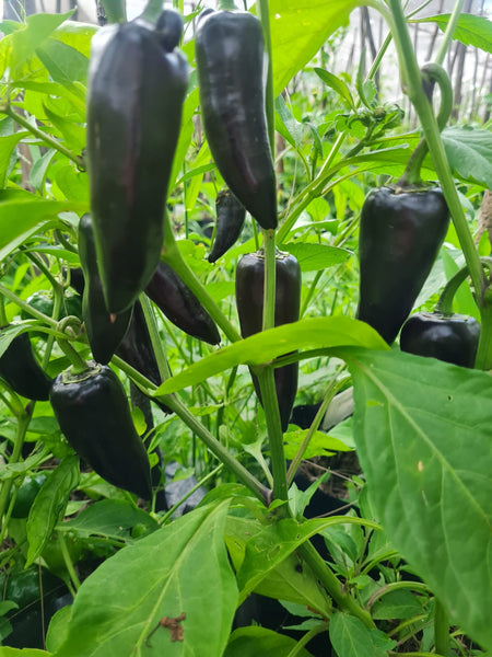 Marconi Purple Sweet pepper – Glen Seeds