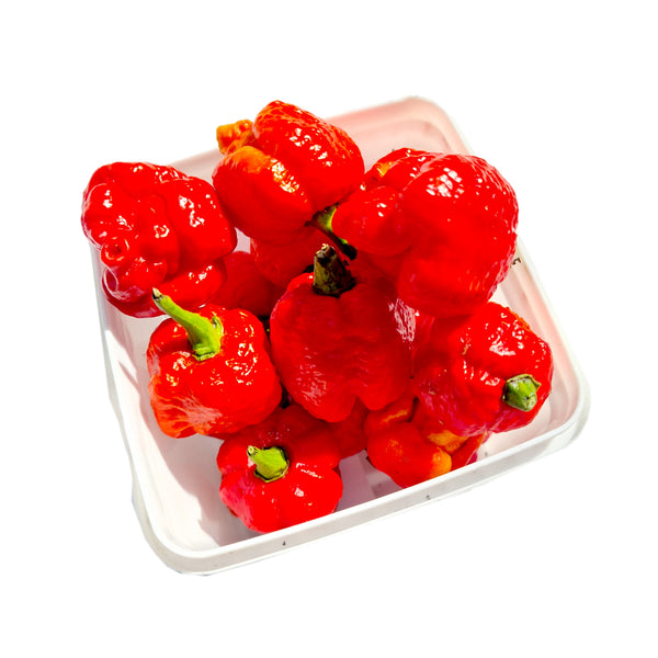 Apocalypse Scorpion Red – Glen Seeds