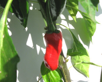 Shubo Pepper – Glen Seeds