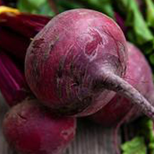 Crosby Egyptian Beet – Glen Seeds