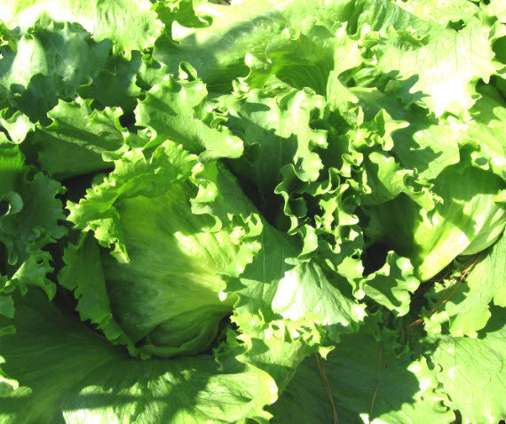 Crispino Lettuce – Glen Seeds