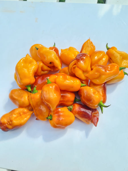 Taj Mahal Orange Tiger Chili – Glen Seeds