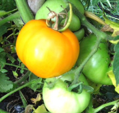 Nebraska Wedding Tomato – Glen Seeds