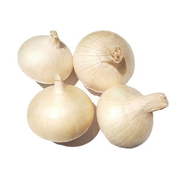 White Creole Onion – Glen Seeds