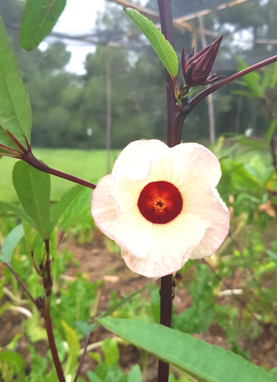 Roselle Seeds Rosella Seeds | Non GMO | Ideal For Jam & Herbal Teas