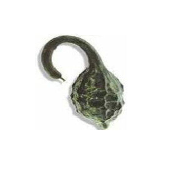 Gourd Caveman’s Club – Glen Seeds